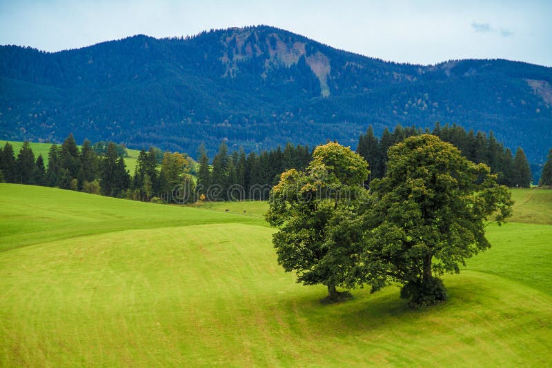 An Old Oak Tree Grows in an Alpine Meadow Stock Image - Image of cool ...