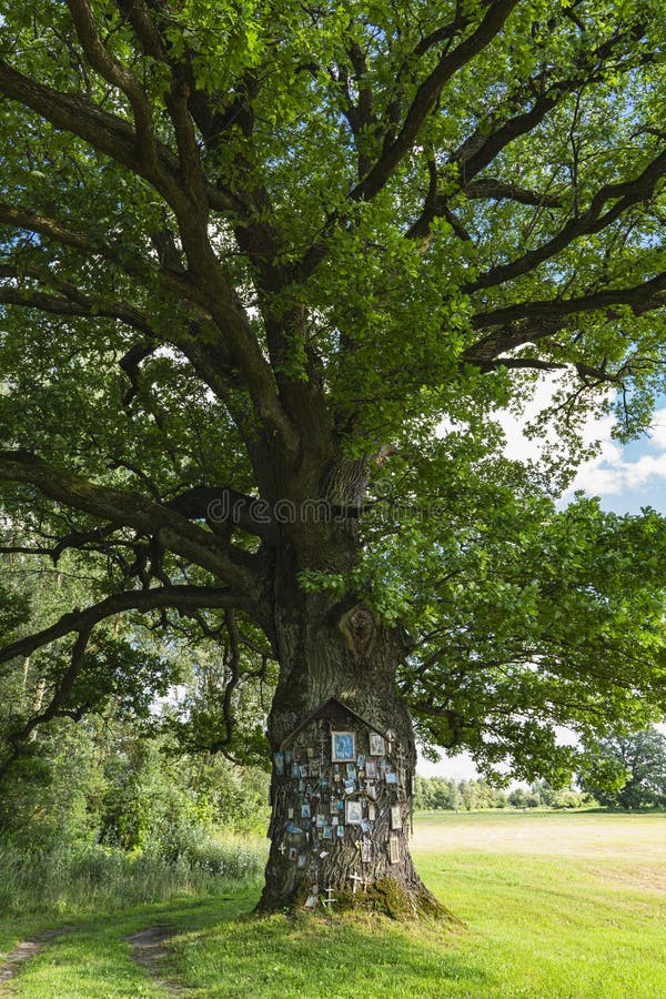 Old Oak Tree with Holy Objects of Orthodox Religion Hanging on it Stock ...