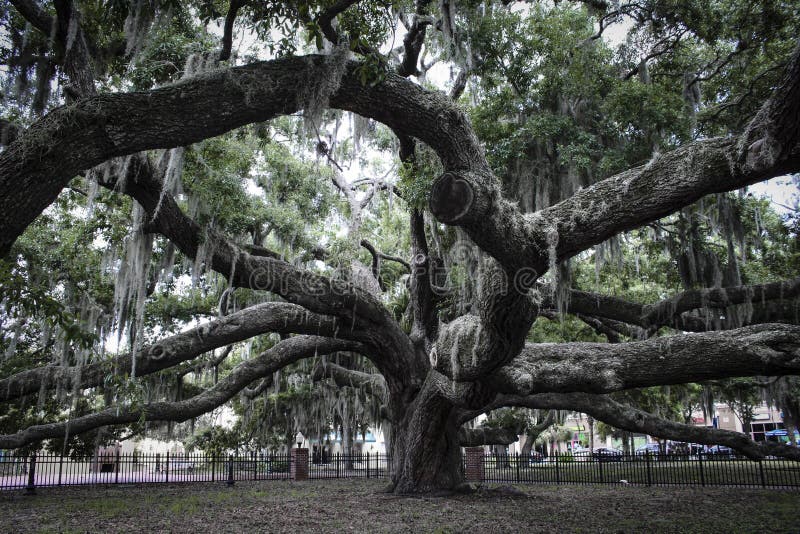 Southern Green Live Oak Arch Stock Image - Image of growing, leaves ...