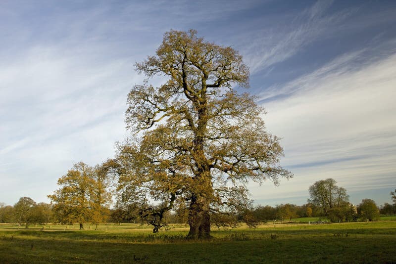 Old Oak Tree in Late Autumn Stock Image - Image of village, stamford ...