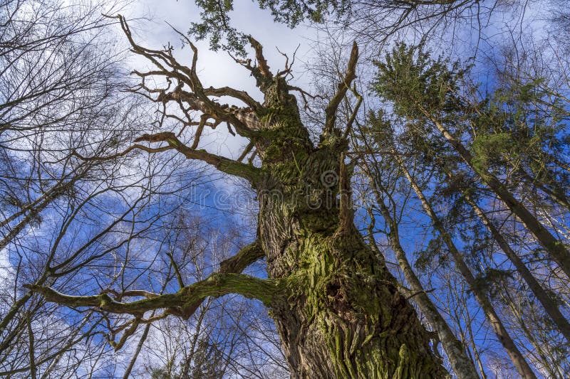Old Oak Tree in a Masurian Forest Stock Photo - Image of high ...