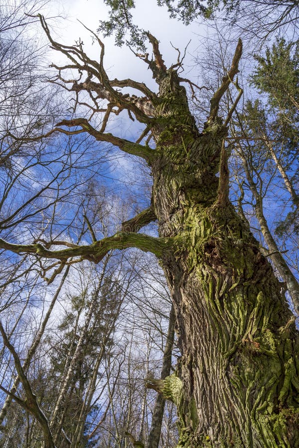 Old Oak Tree in a Masurian Forest Stock Photo - Image of beautiful ...