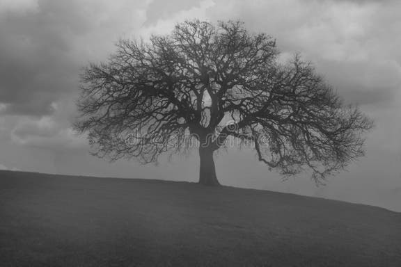 Old oak tree, morning fog stock photo. Image of field - 3107832