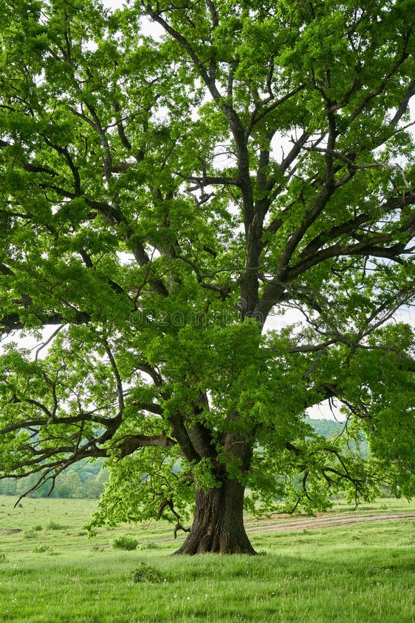 278 Centennial Oak Tree Stock Photos - Free & Royalty-Free Stock Photos ...