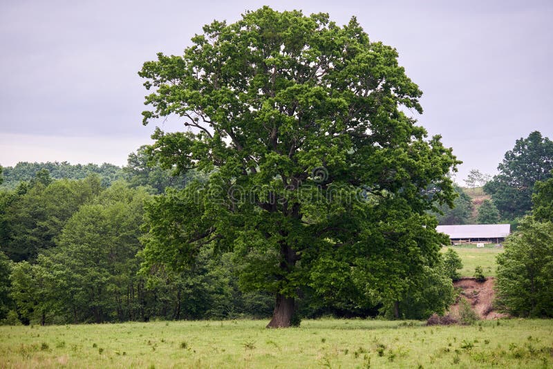 Old oak tree stock photo. Image of view, forest, rural - 249597096