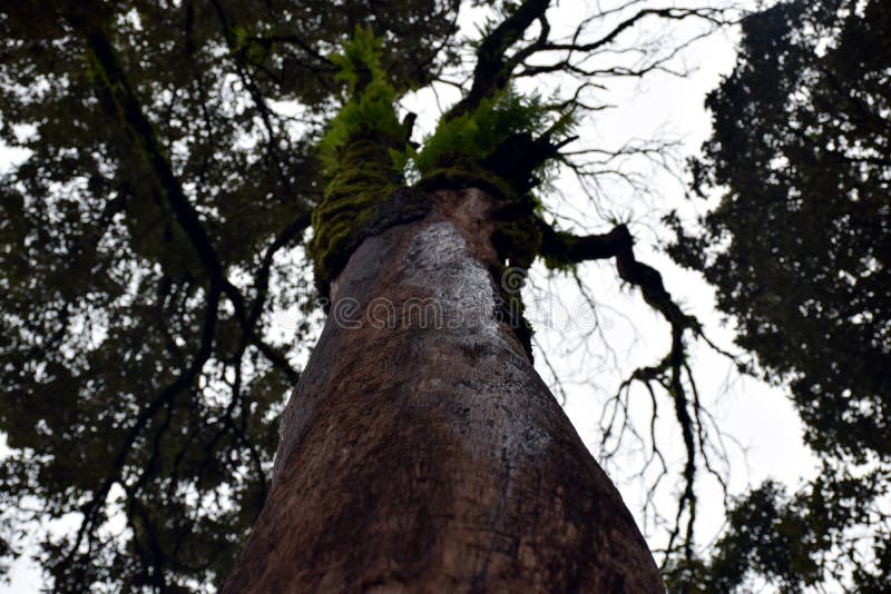 Old Oak Tree in Nainital Uttarakhand India Stock Image - Image of mist ...