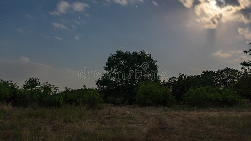 Old oak tree at night stock photo. Image of beautiful - 251206760