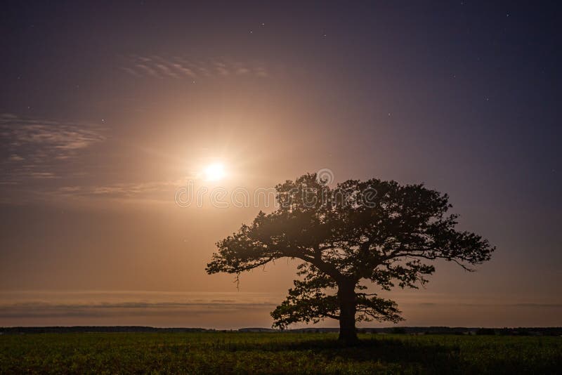 Old Oak Tree in the Night Sky with the Moon Stock Image - Image of ...