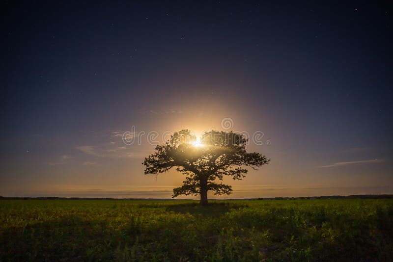 Beautiful Landscape with a Lonely Oak Tree and a Starry Night Sky with ...