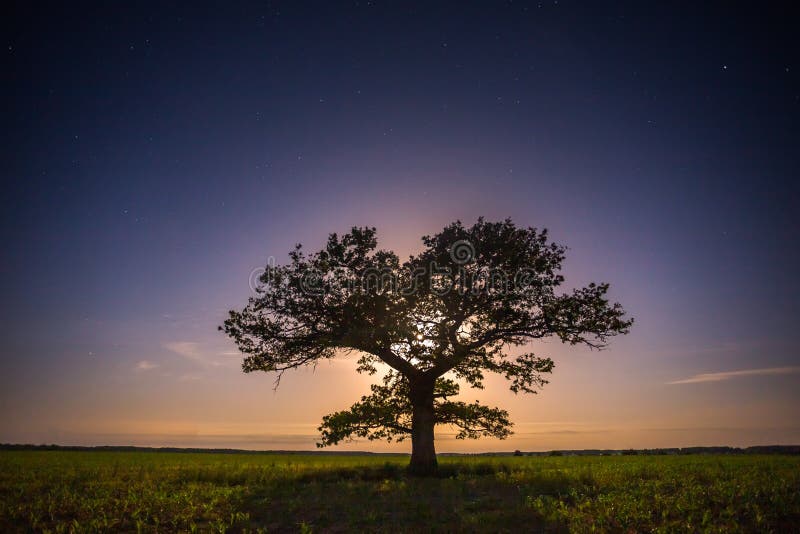 Old Oak Tree in the Night Sky with the Moon Stock Photo - Image of hazy ...