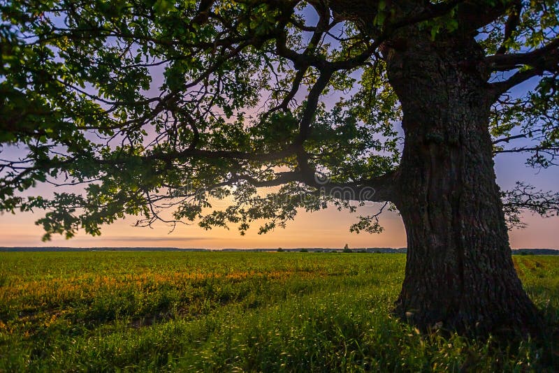 Old Oak Tree in the Night Sky with the Moon Stock Image - Image of ...