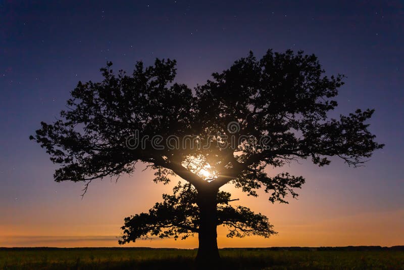 Old Oak Tree in the Night Sky with the Moon Light Stock Image - Image ...