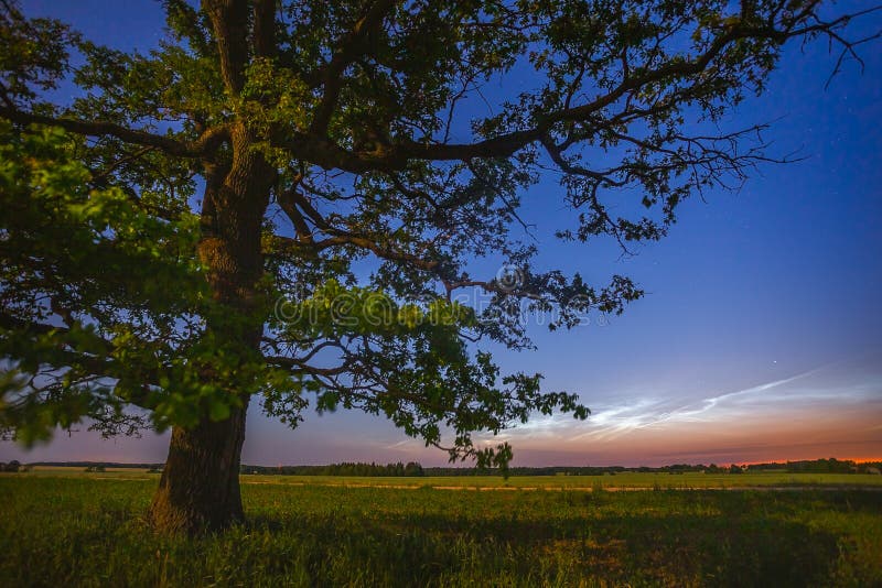 Old Oak Tree in the Night Sky with the Moon Stock Image - Image of ...