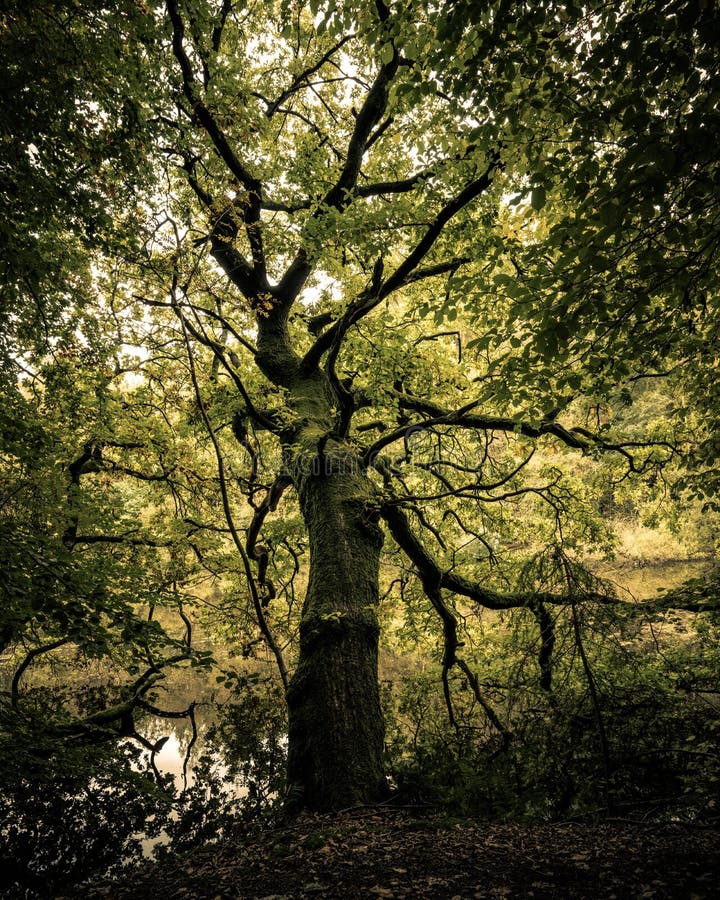 Old Oak Tree stock image. Image of light, ferns, enchanted - 199856195