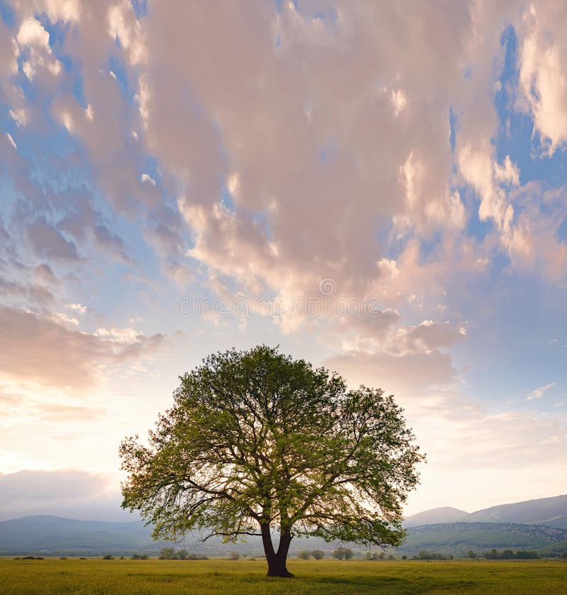 Old Oak Tree Over Spring Sunset Sky Stock Photo - Image of country ...