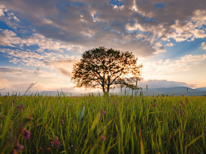 Old Oak Tree Over Spring Sunset Sky Stock Photo - Image of nature ...