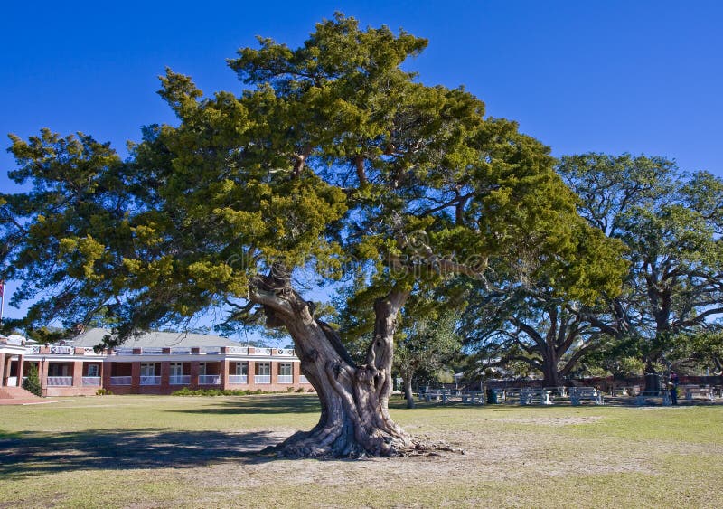 Old Oak Tree at Park stock photo. Image of bark, limbs - 8439586