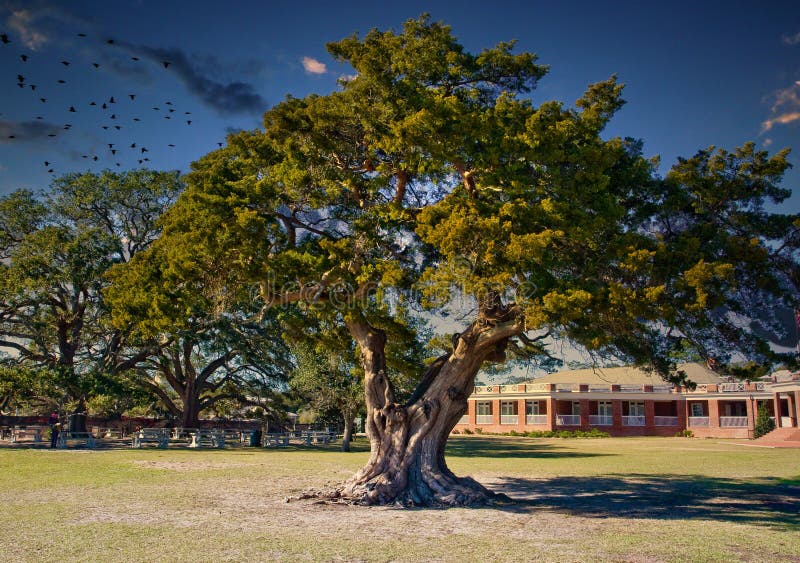 Old Oak Tree at Park at Dusk Stock Image - Image of limbs, woodlands ...