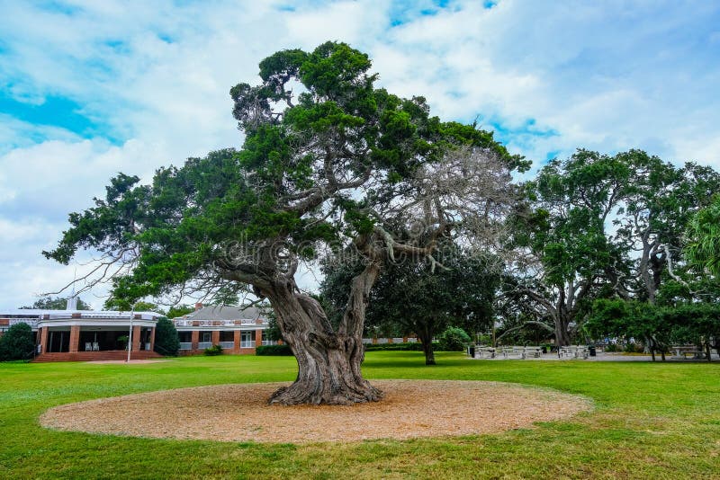 Old Oak Tree in Park stock image. Image of georgia, savannah - 202752345