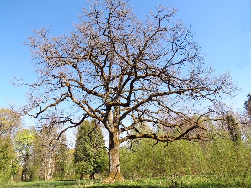Old oak tree stock image. Image of nature, plant, walking - 40240505