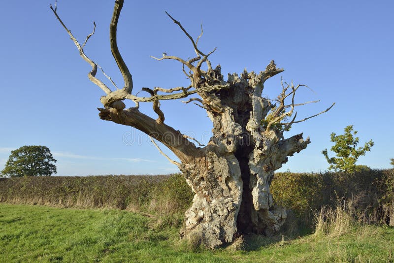 Old Oak Tree stock image. Image of fagaceae, britain - 65840079
