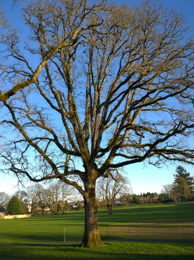 Old oak tree stock photo. Image of hope, city, tree, school - 63969514
