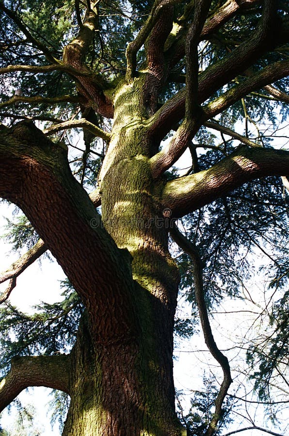 Old Oak Tree Shades Shadows Stock Photo - Image of shades, tree: 219010288