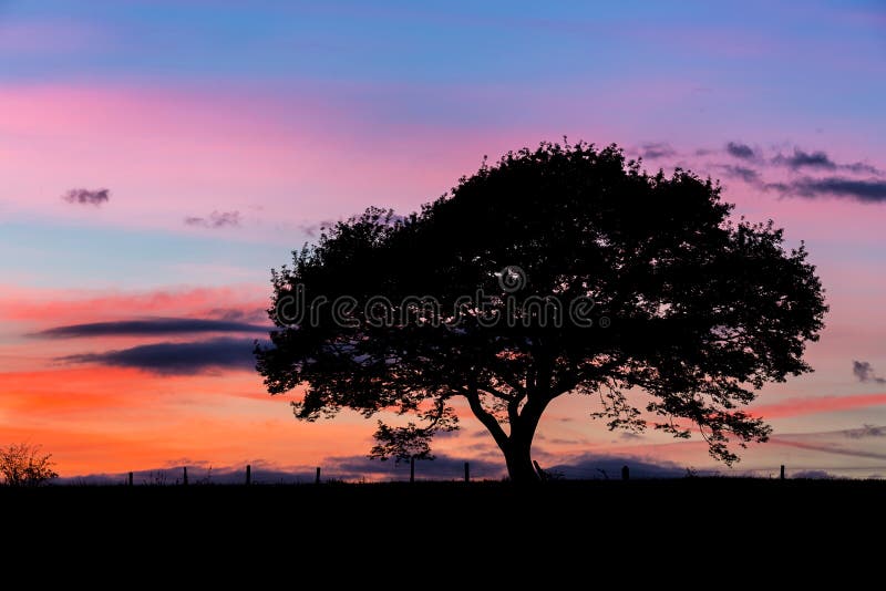 Old Oak Tree Silhouette on a Hill at a Colorful Sunset in Summer Stock ...