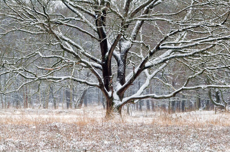 Old Oak Tree in Snow during Winter Stock Image - Image of dutch ...