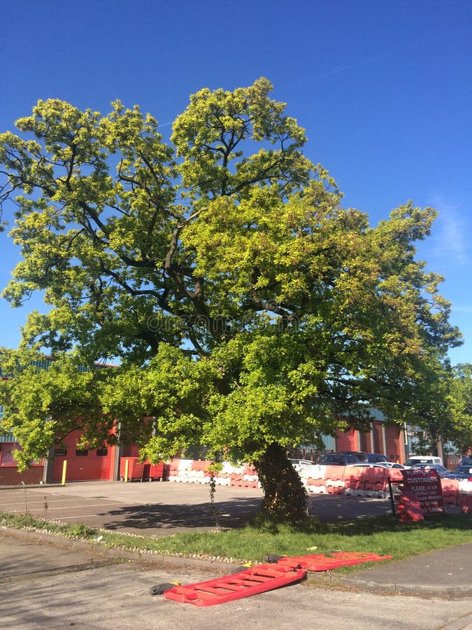 Old Oak Tree stock photo. Image of tree, leaves, spring - 70896574
