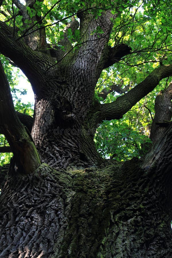 Old oak tree stock photo. Image of nature, green, earth - 58932064