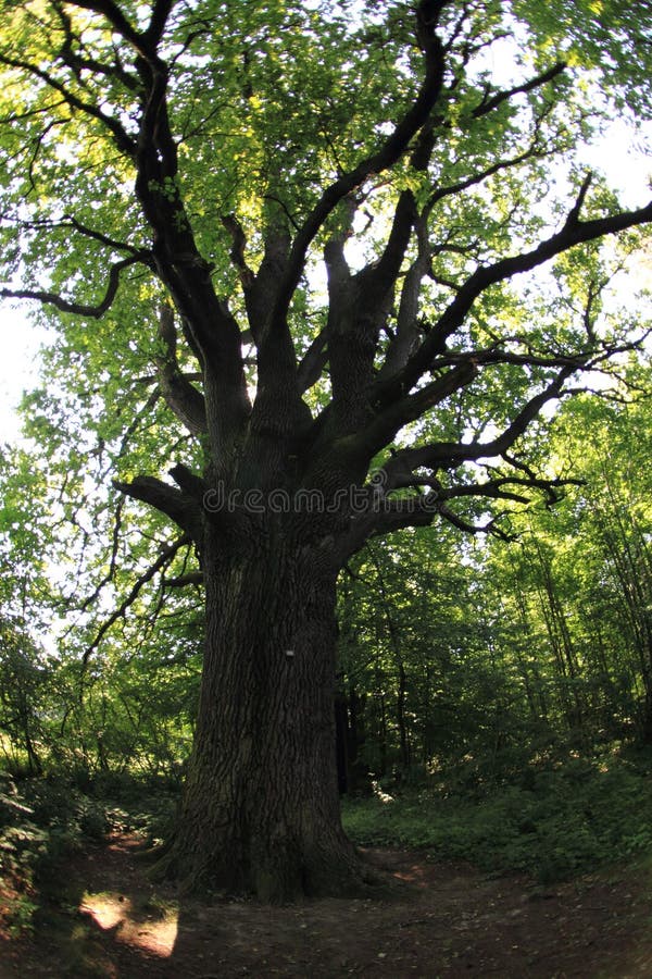 Old oak tree stock photo. Image of forest, large, grass - 58932168