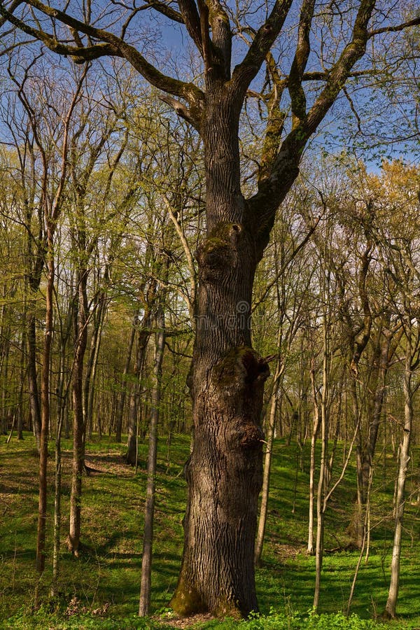 Old Oak Tree in Spring Forest Stock Photo - Image of environment, bark ...