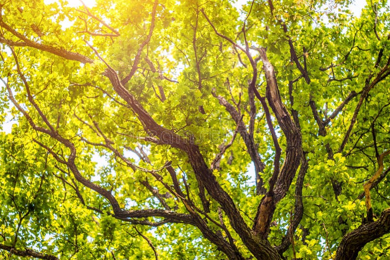 Old Oak Tree in Spring Green Stock Photo - Image of forest, flora ...