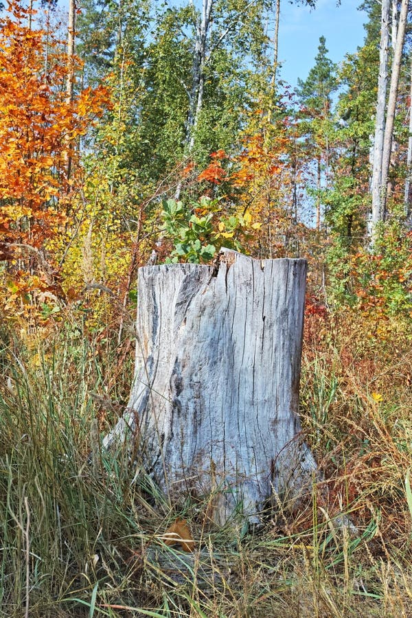 Oak stump stock image. Image of tree, brown, outdoors - 26100065