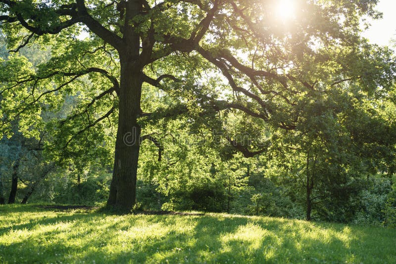 Old Oak Tree in Summer Sunset on Meadow Stock Photo - Image of grass ...