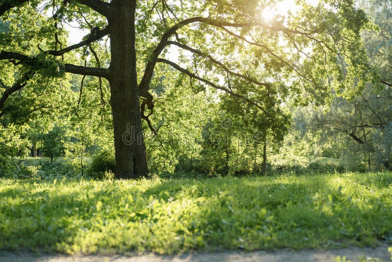 Old Oak Tree in Summer Sunset on Meadow Stock Image - Image of natural ...