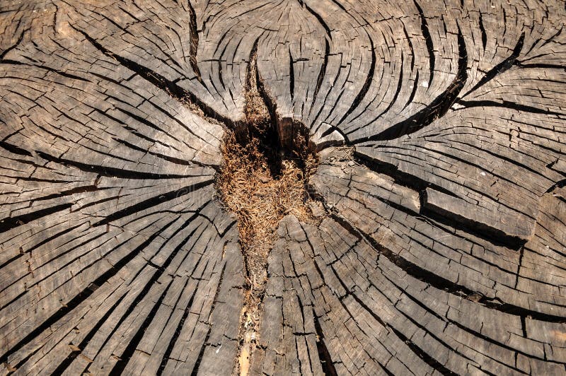 Old Oak Tree Trunk with Cracks Stock Image - Image of rings, dead: 25569777