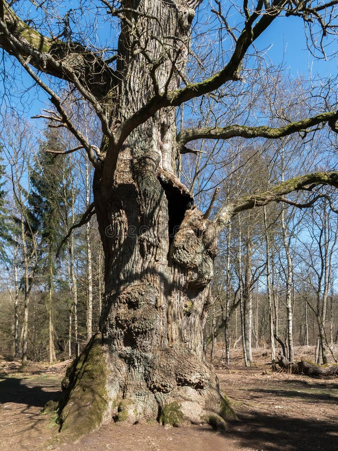 Old oak tree trunk stock photo. Image of large, closeup - 179145108