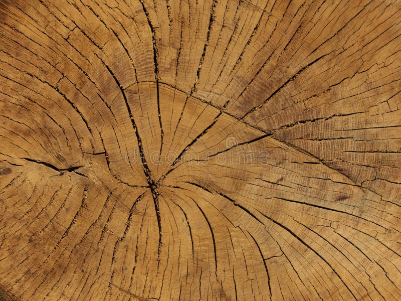 Old Oak Tree Trunk - Wood Texture Stock Photo - Image of ancient, board ...