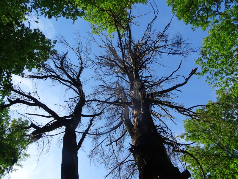 Old oak tree stock photo. Image of background, earth - 118606158