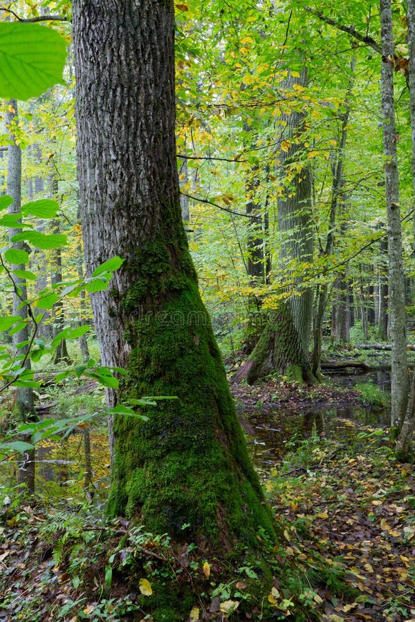 Old Oak Tree and Water in Fall Forest Stock Photo - Image of calm ...