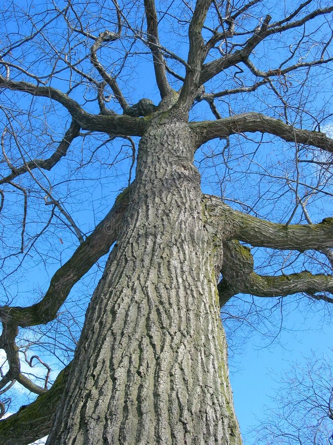 Old oak tree winter stock image. Image of high, trunk, majestic - 522383