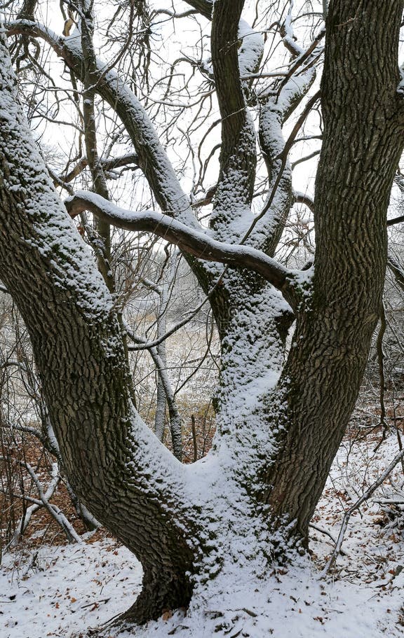 Old Oak Tree in Winter Park Stock Image - Image of branches, black ...