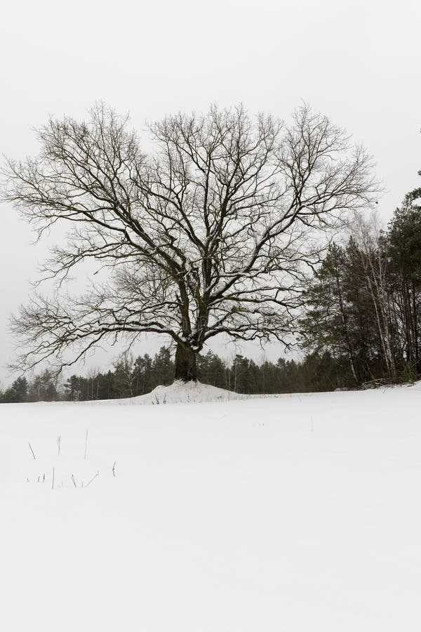 An Old Oak Tree in Winter during a Snowfall, Falling Snow Stock Photo ...