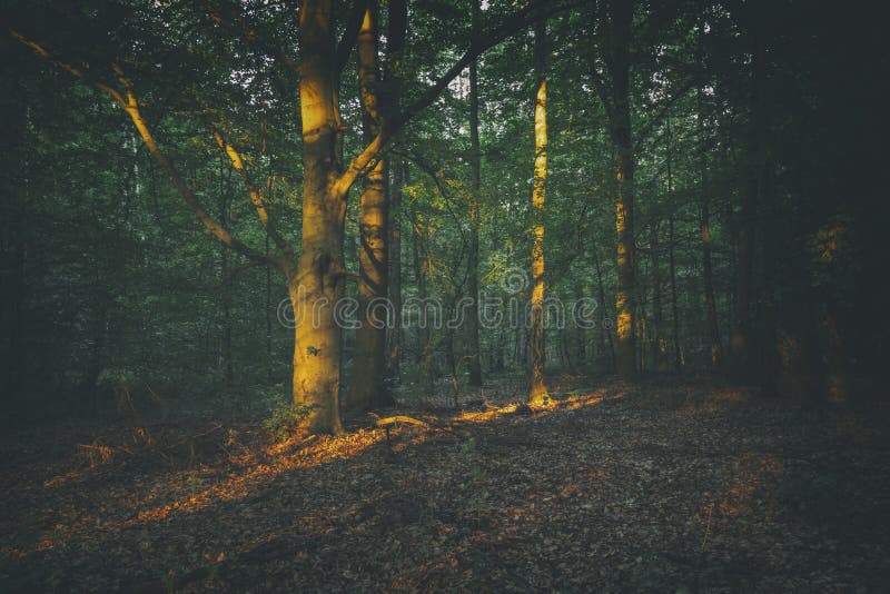 Old Oak Tree Trunks in Warm Sunset Light Stock Image - Image of ...