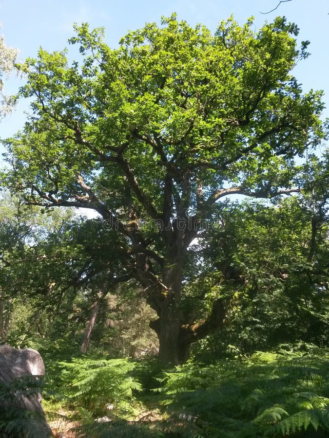 Old oak tree stock image. Image of tall, tree, fontainebleau - 57191187