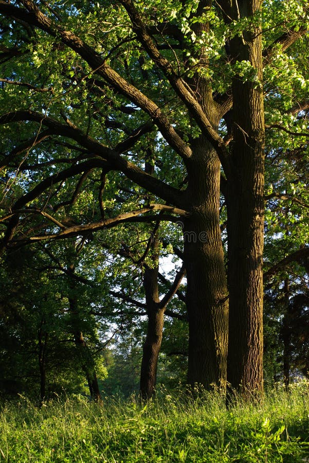 Old oak trees stock photo. Image of garden, full, background - 2792898