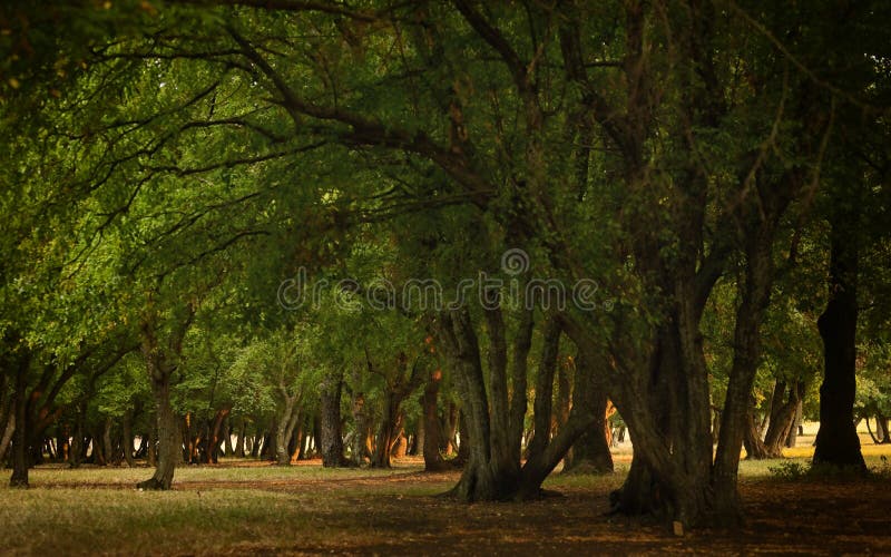 Old Oak Trees Forest in Macin Mountains, Romania Stock Photo - Image of ...