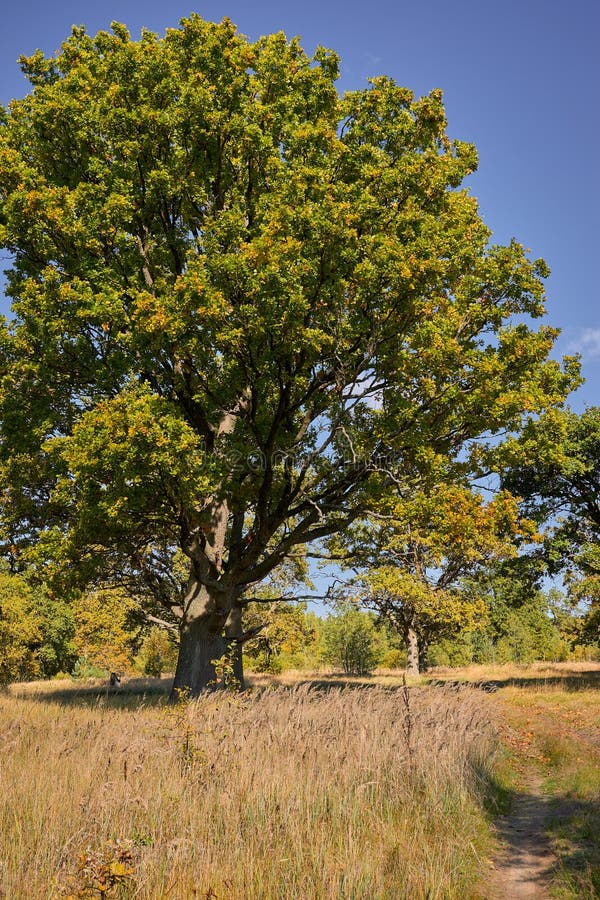Old oaks along the road stock photo. Image of blue, light - 254761860